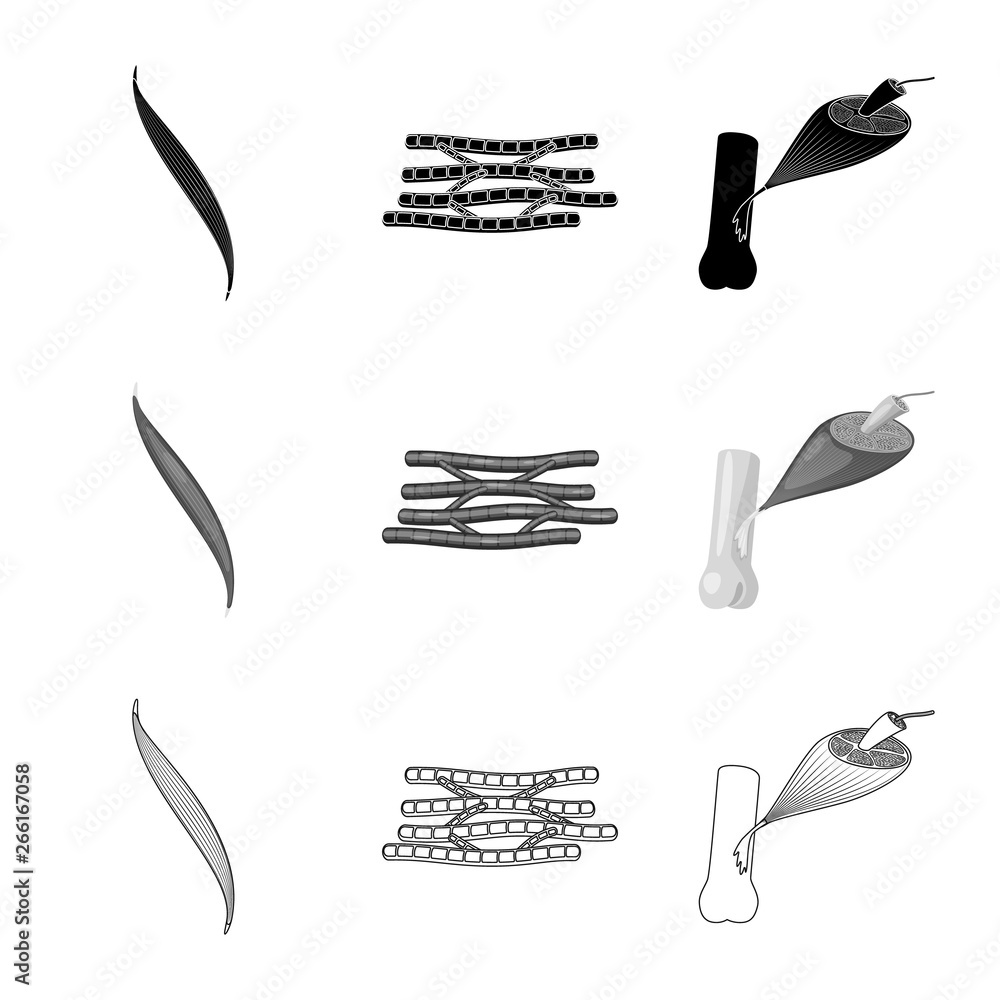 Vector illustration of fiber and muscular symbol. Set of fiber and body ...