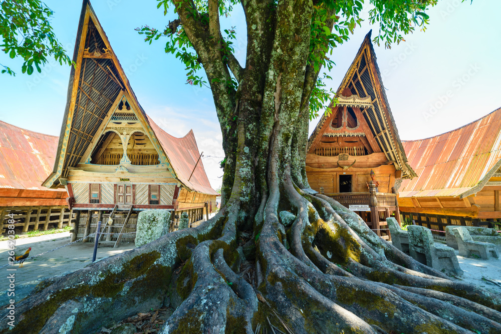 Batak traditional houses in a row, tree root in the foreground, teal ...