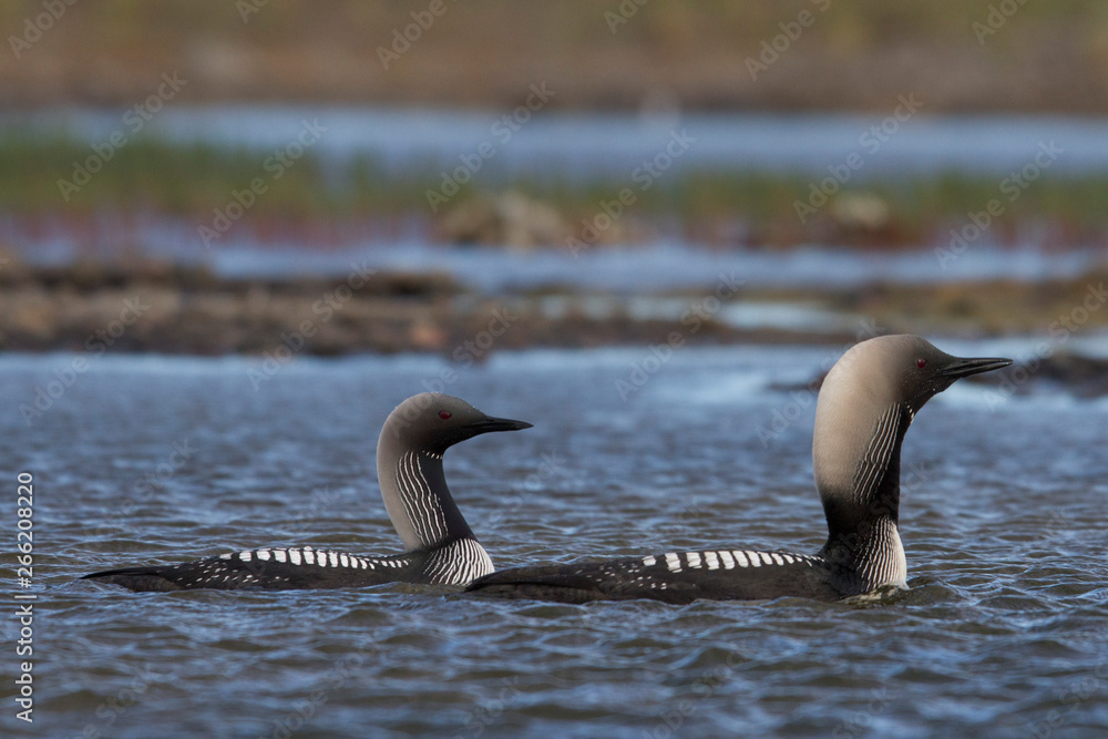 Male and female Pacific Loon or Pacific Diver (Gavia pacifica) in breeding plumage swimming in ...