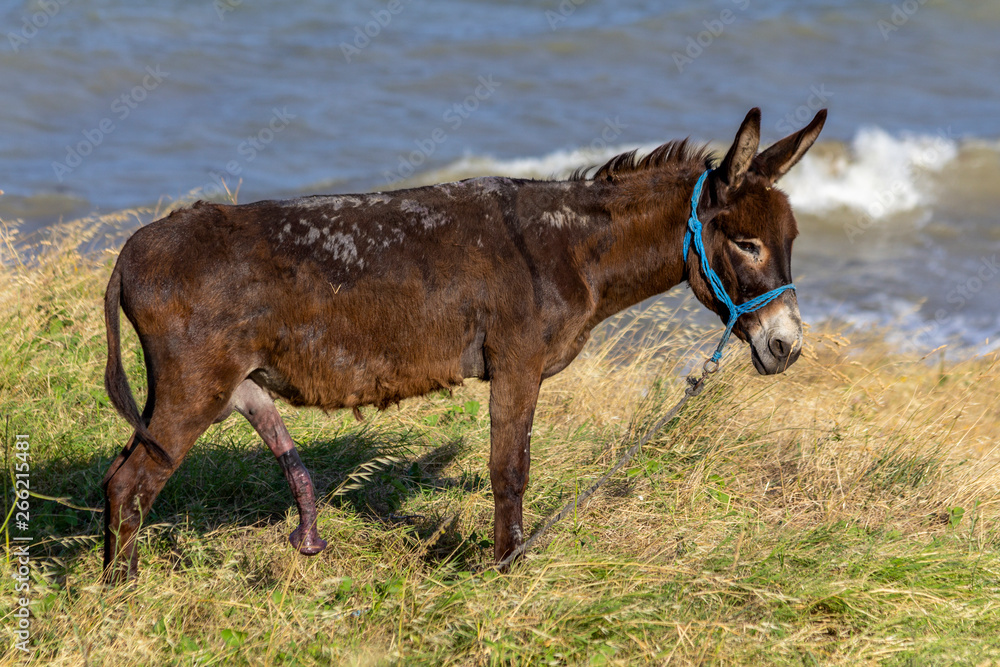 donkey in an erection Stock Photo | Adobe Stock