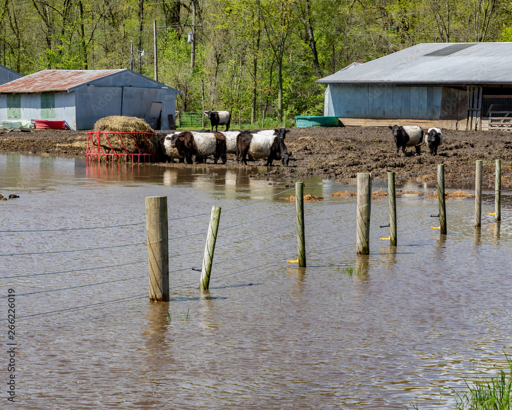 Fotografia do Stock: Cows trying to stay on dry ground while eating ...
