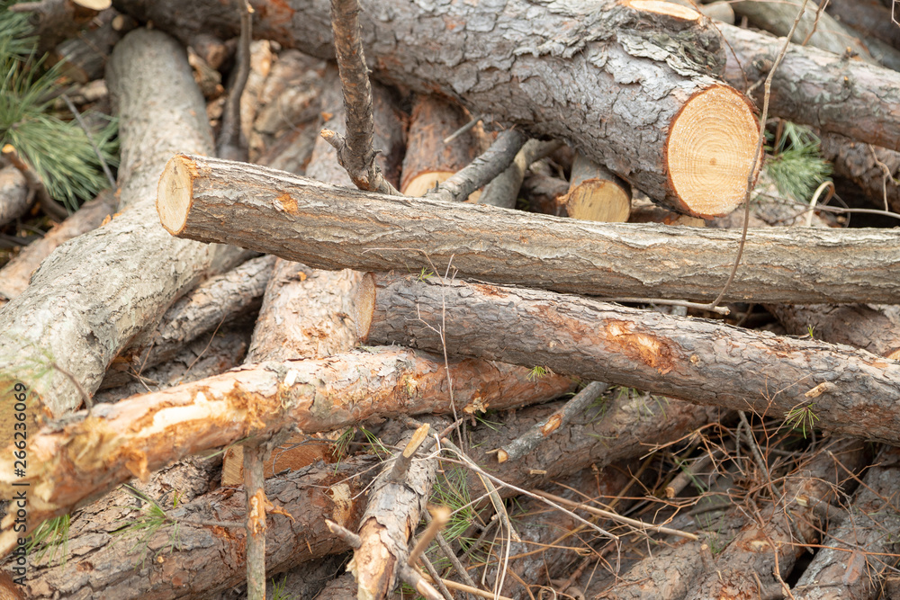 Deforestation site, indiscriminately cut trees Stock Photo | Adobe Stock
