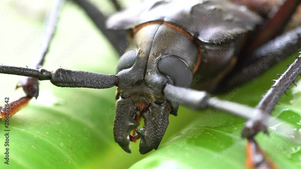 Giant Fijian longhorn beetle from island Koh Phangan, Thailand. Close ...