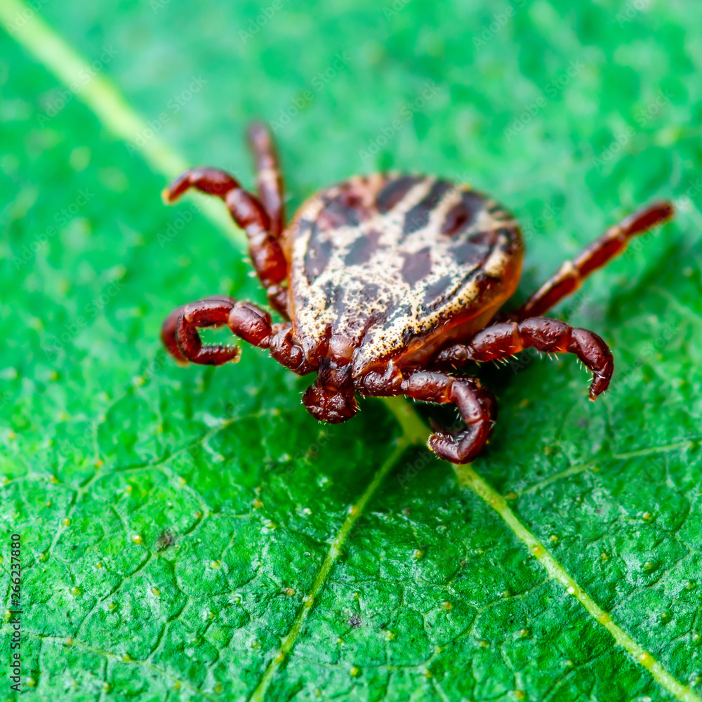 Encephalitis Virus or Lyme Borreliosis Disease or Monkey Fever ...