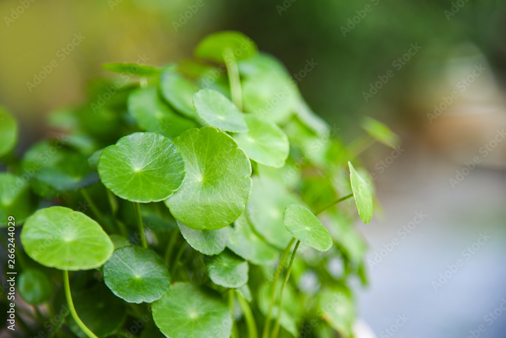 Centella asiatica leaves green nature leaf medical herb in the garden ...