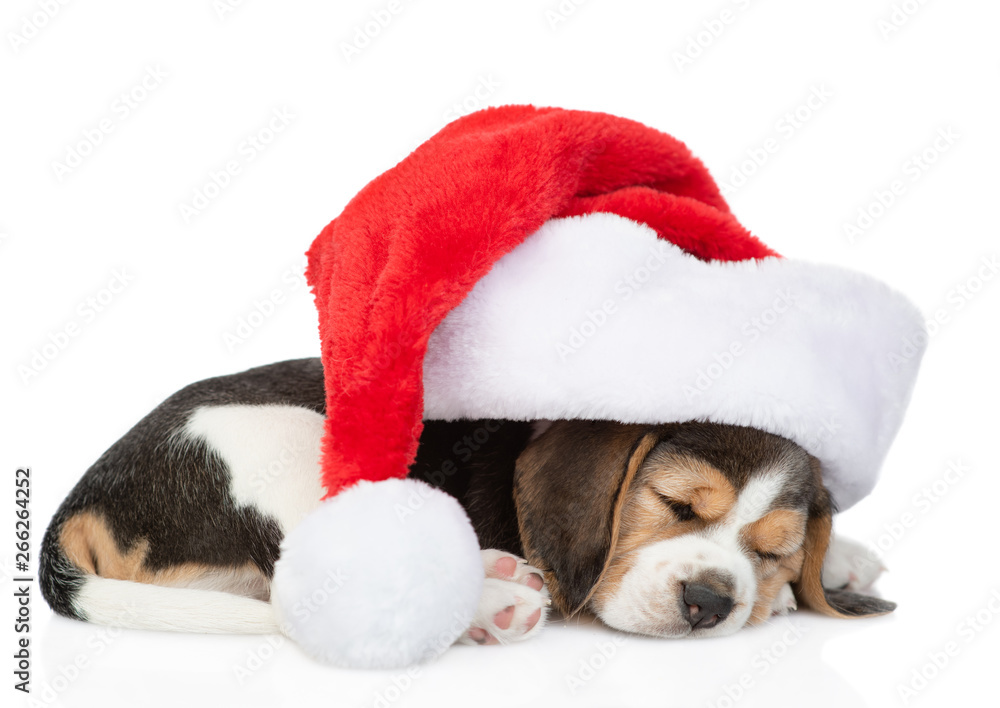 Beagle Puppy Sleeping