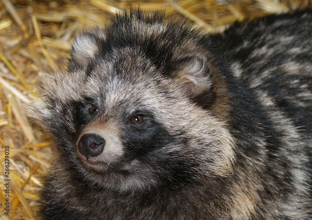 Racoon Dog. The raccoon dog, also known as the mangut, tanuki or ...