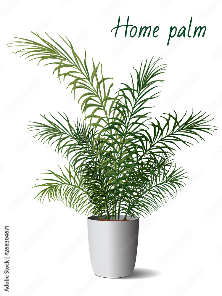 Vector realistic illustration of a palm tree in a pot. Isolated object ...