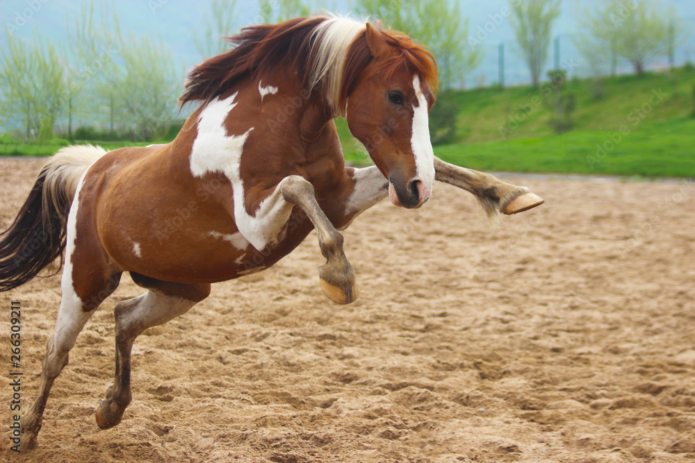 Paint Horses Free Jumping