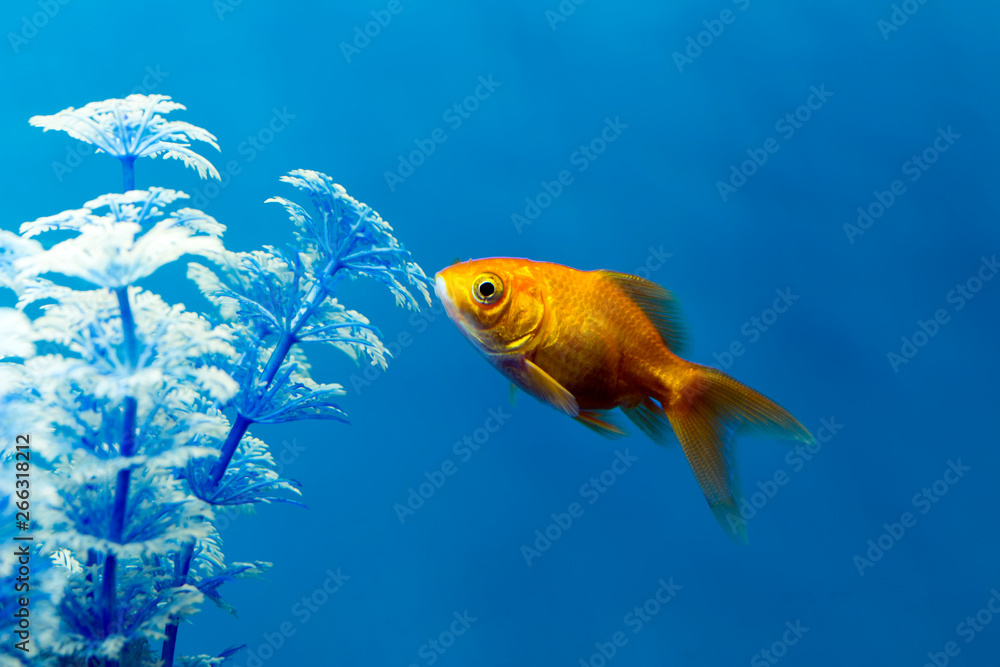 Ryukin Goldfish aka Carassius auratusb in aquarium Stock Photo | Adobe ...