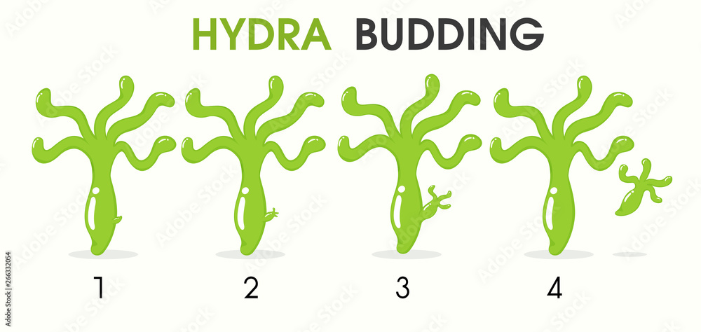 Science cartoon teaching about Hydra Budding. Stock Vector | Adobe Stock
