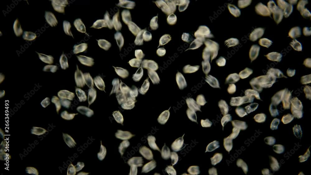 The colony of plankton rotifers Rotifera Keratella Cochlearis ...