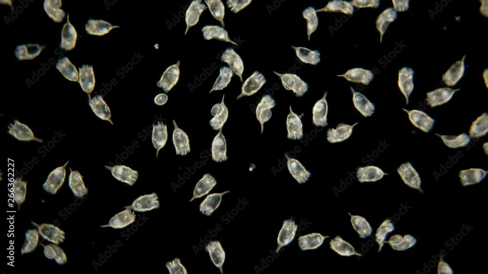 The colony of plankton rotifers Rotifera Keratella Cochlearis ...