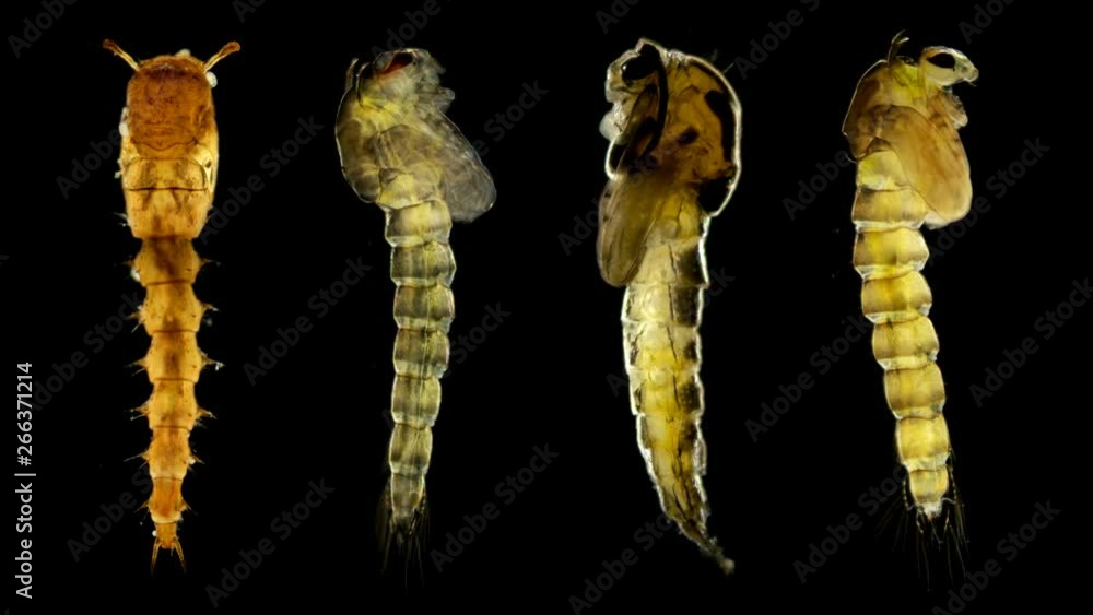 mosquito larvae under a microscope, four different species of larvae at ...