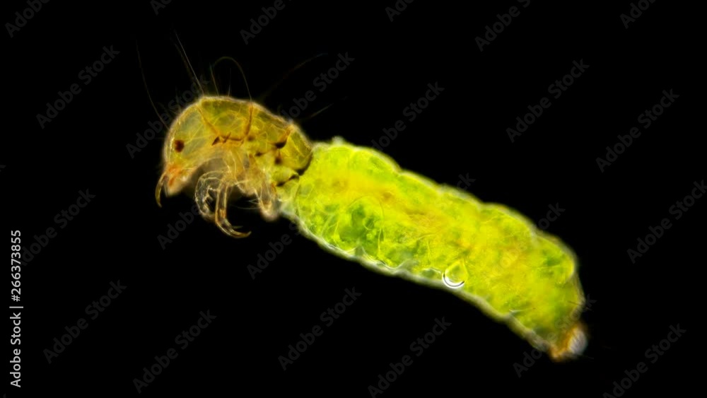 Trichoptera larvae under the microscope,here so the larva looks without ...