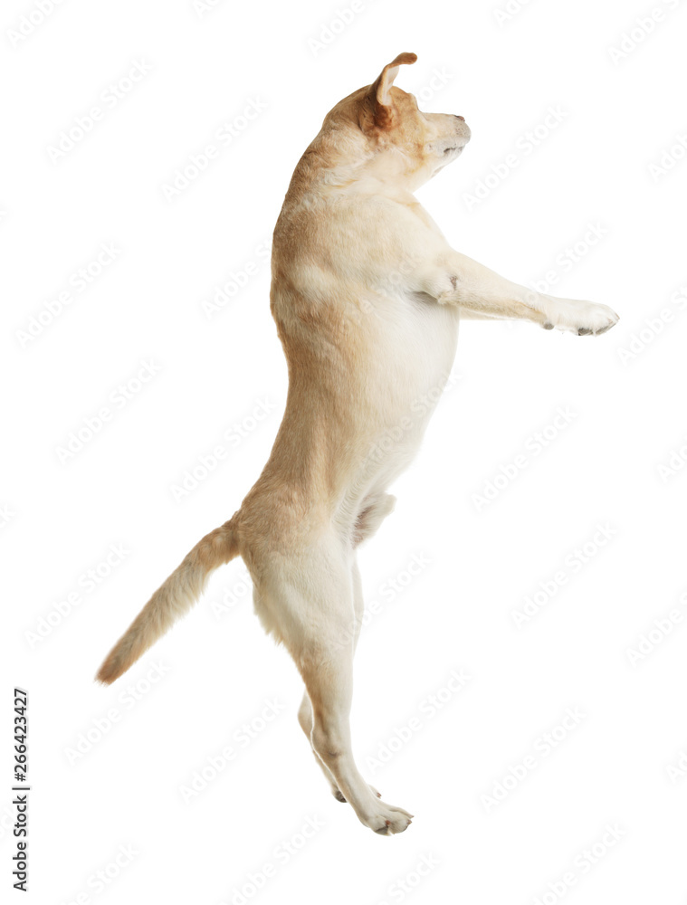 Yellow labrador retriever jumping on white background Stock Photo ...