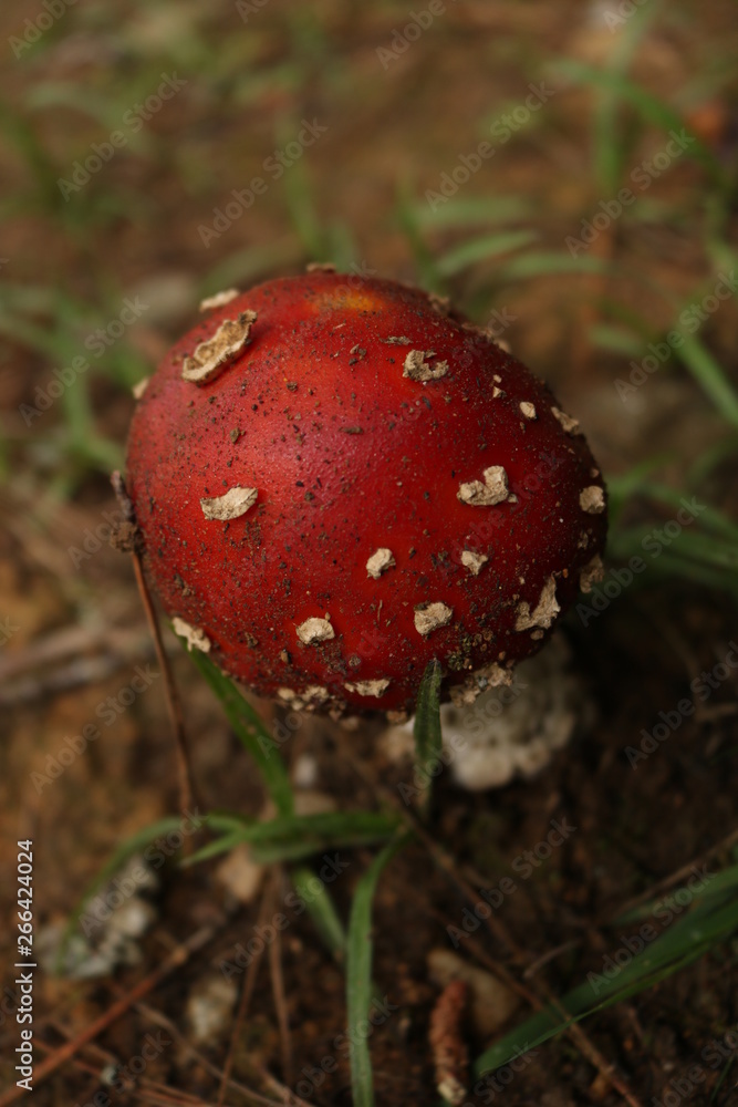 Hongos Stock Photo | Adobe Stock