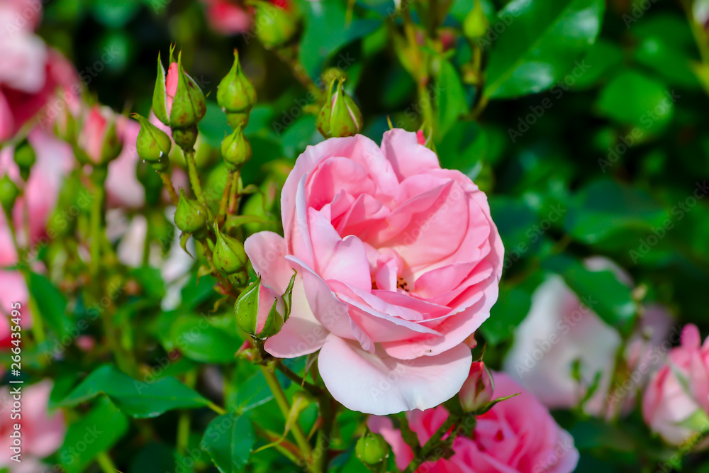 Flower of a bedrose called "rose professor Sieber", noble rose, rosacea ...