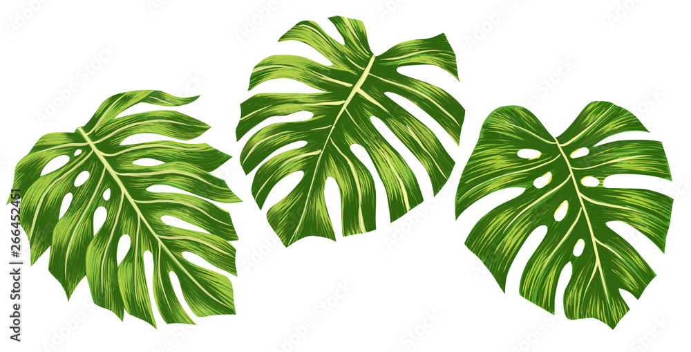 Set of Green monstera tropical leaves isolated on white background ...