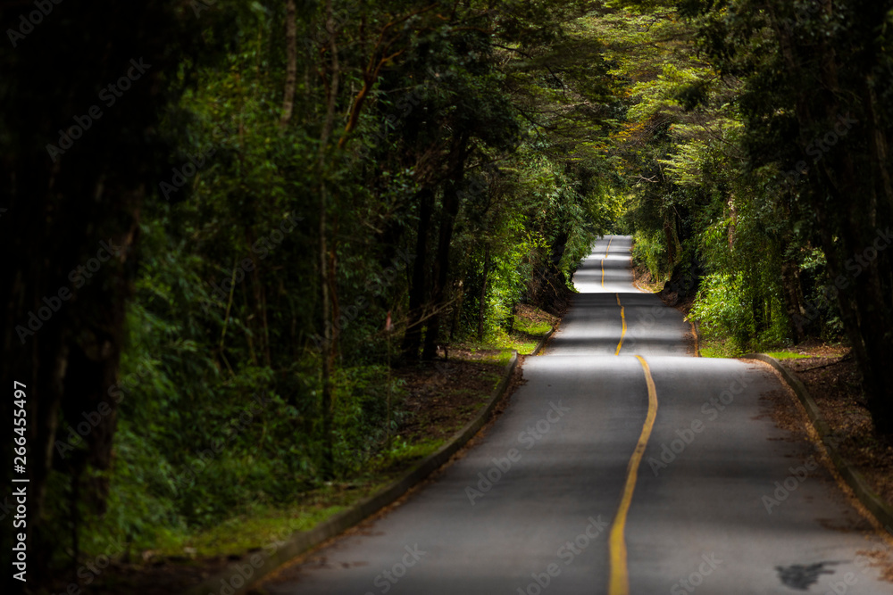 An amazing fantasy landscape inside Patagonia forest, a road going deep ...
