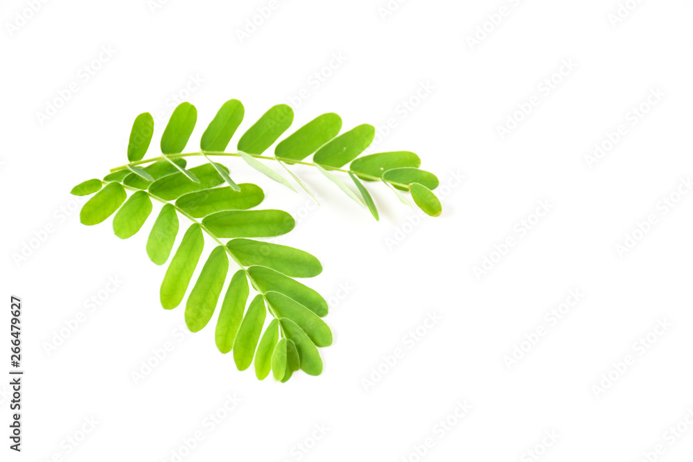Lobado Pinnately Flora E Funga Do Brasil