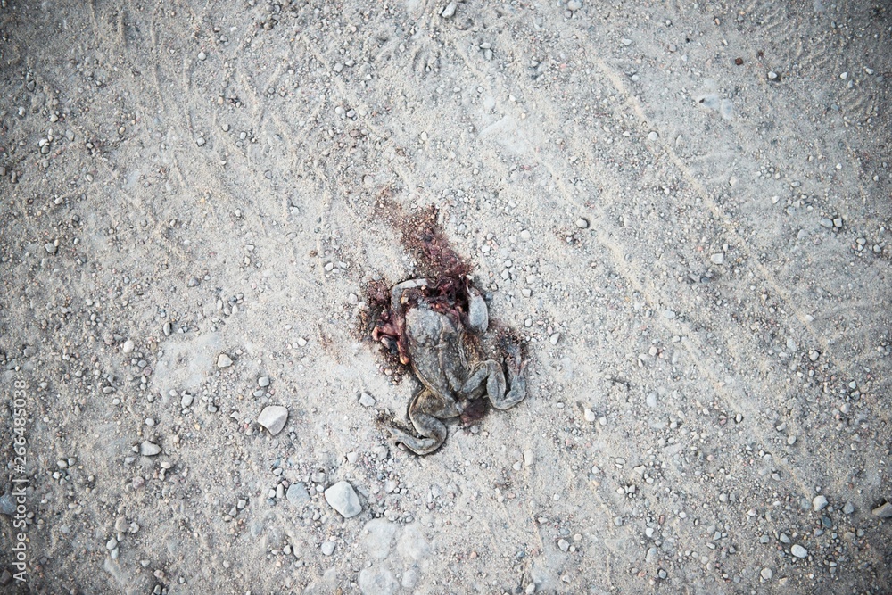 Toad died flat on the road. frog died on cement street. frog run over ...