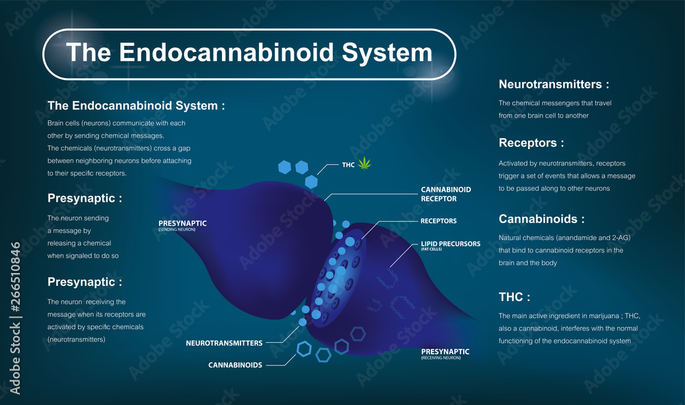 how does cbd work and human endocannabinoid system and affects the ...