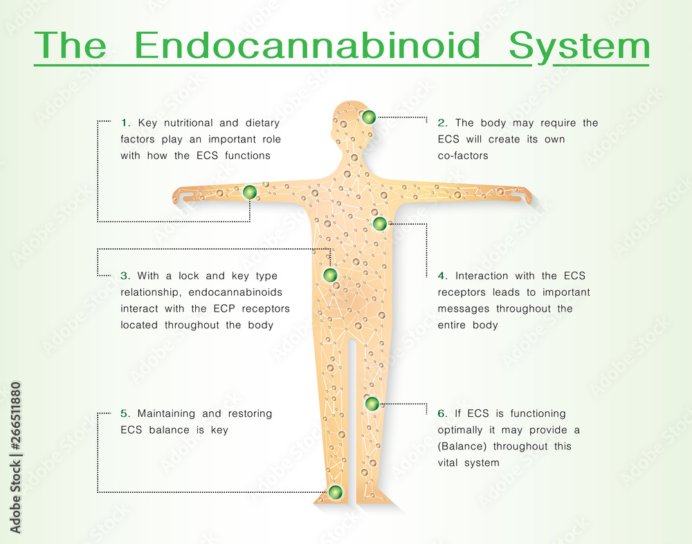 the human endocannabinoid system,effect on body,vector infographic on ...