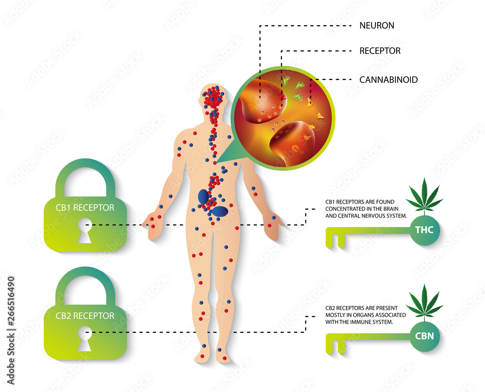 human endocannabinoid system,effect on body,vector infographic on white ...
