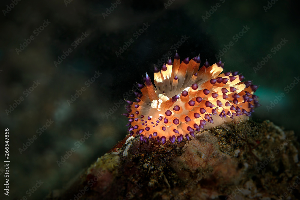 Nudibranch White-Spotted Janolus. Underwater macro photography from ...