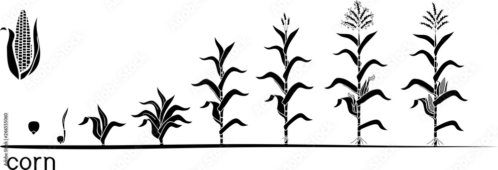 Life cycle of corn (maize) plant. Growth stages from seed to flowering ...