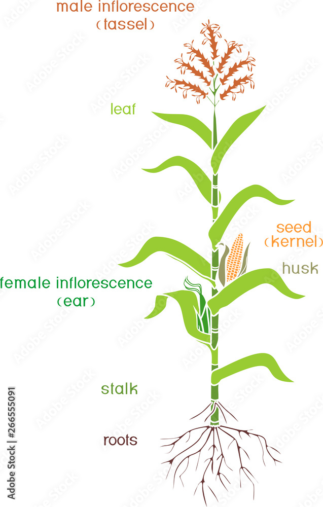 Vetor do Stock: Parts of plant. Morphology of corn (maize) plant with ...