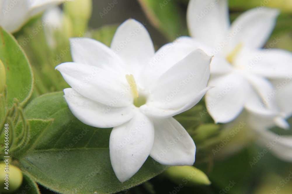 Whitestar jasmine flower blooming in garden,closeup.Common names ...