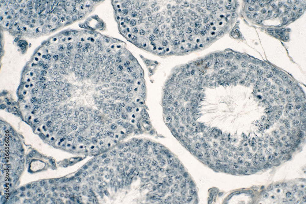 Cross section Human testis under microscope view. Stock Photo | Adobe Stock