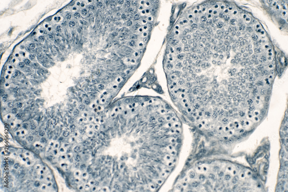 Testis Cross Section