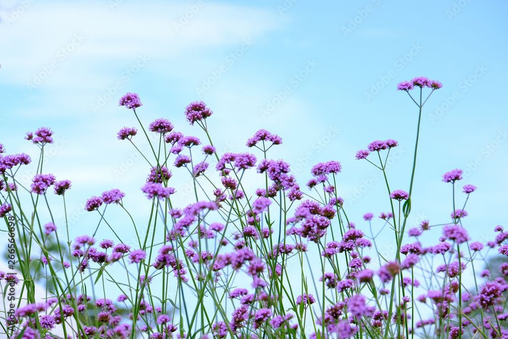 Verbena bonariensis flowers in field and nature background Stock Photo ...