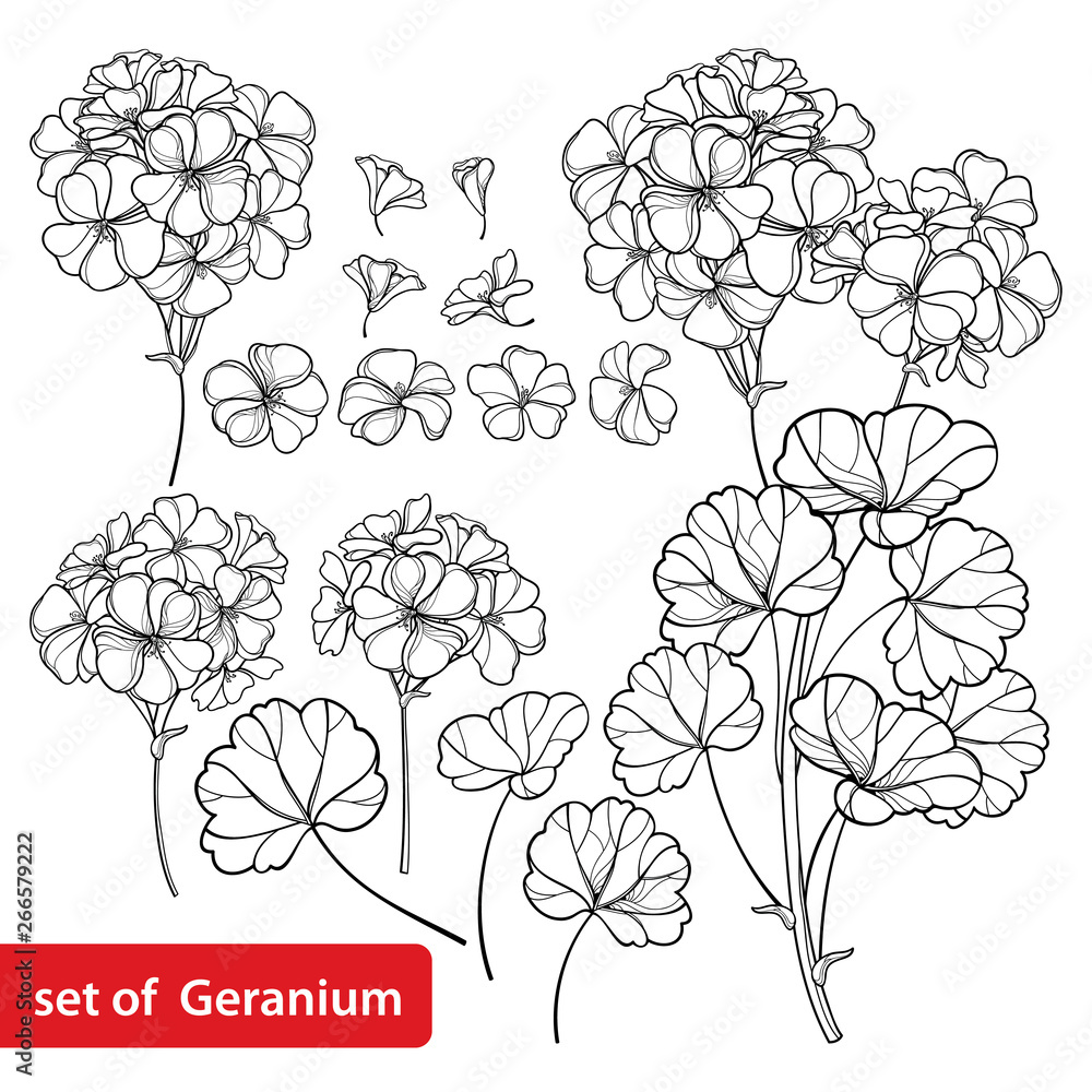 Outline Drawings Of Geraniums