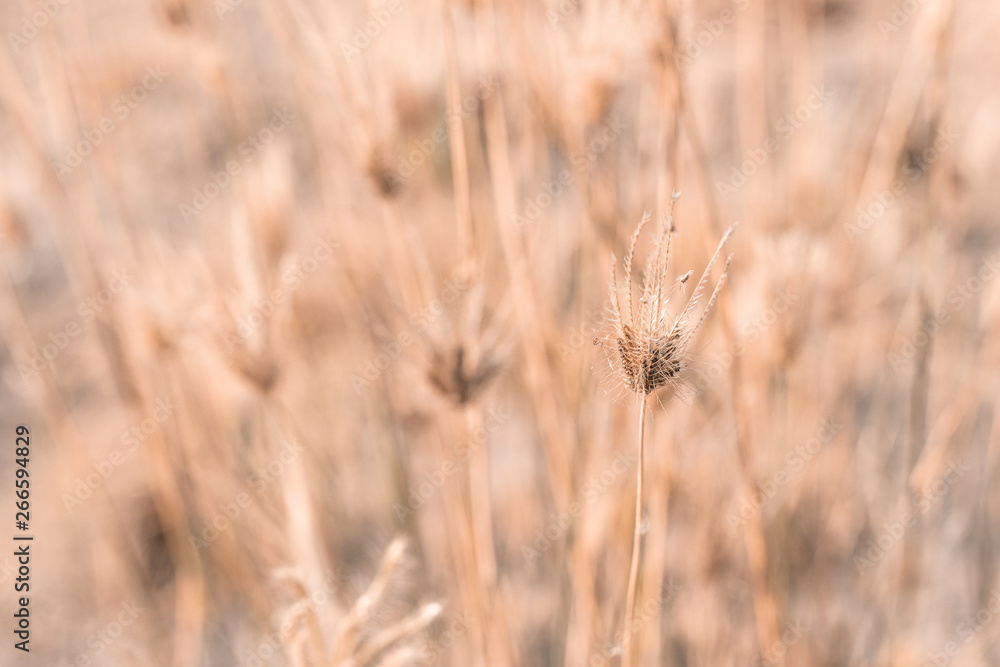 Beautiful dry soft and bright flowers of Swollen finger grass (Chloris ...