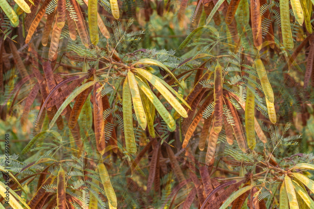 Foto de Many dry pods and raw green pods (Elongated seeds) of White ...