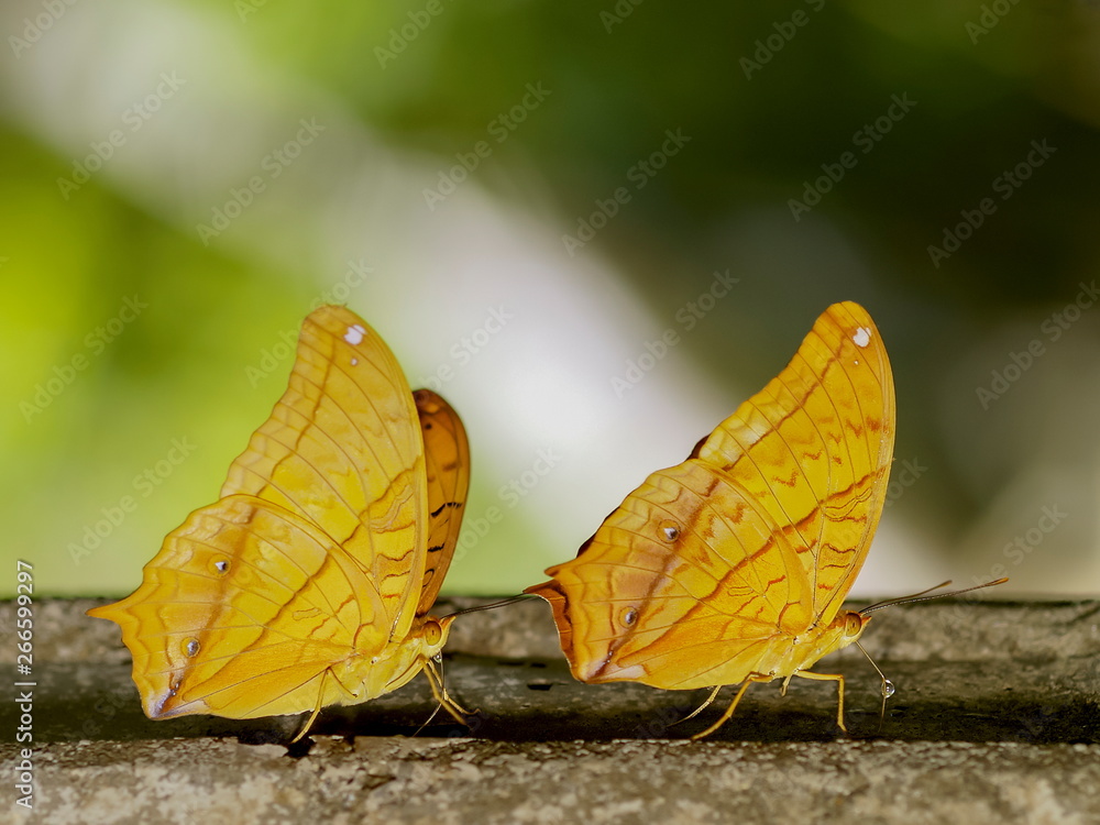 Portrait two Common Cruiser Butterflies with nature blurred background ...