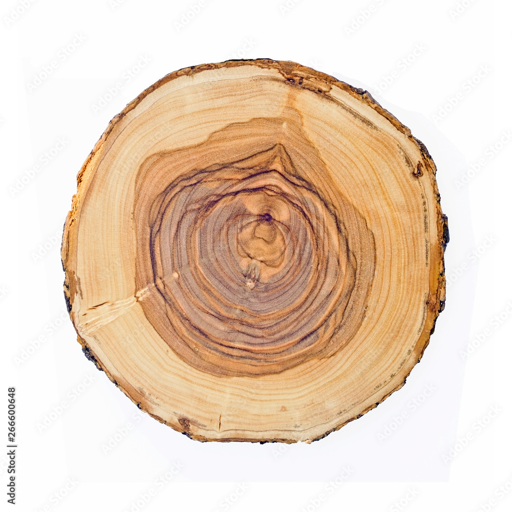 Smooth wood slice cut from the woods. Neutral brown sustainable tree ...