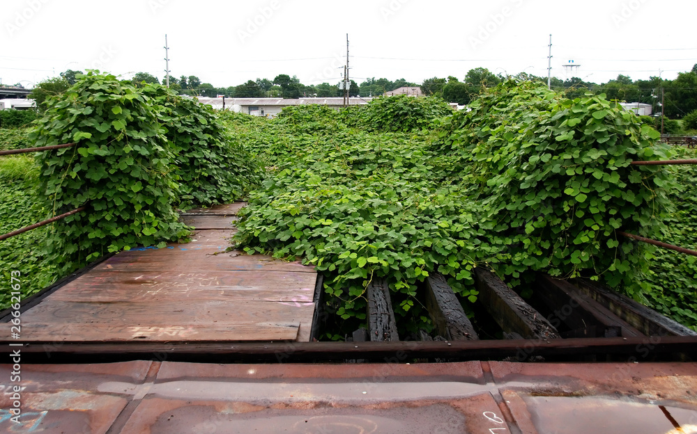 Kudzu (or Japanese arrowroot) vine, a invasive plant from Japan, seen ...