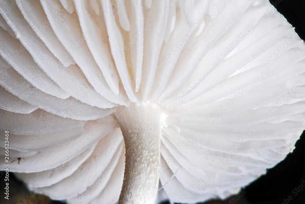 Mushroom photographed in Guarapari, Espirito Santo - Southeast of ...