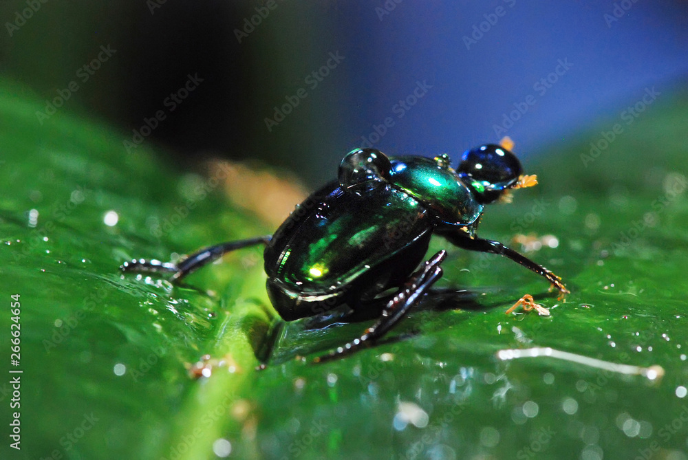 Beetle photographed in Guarapari, Espírito Santo - Southeast of Brazil ...