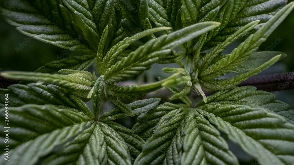 Early Alien OG Cannabis Plant Top View, Closer Stock Photo | Adobe Stock