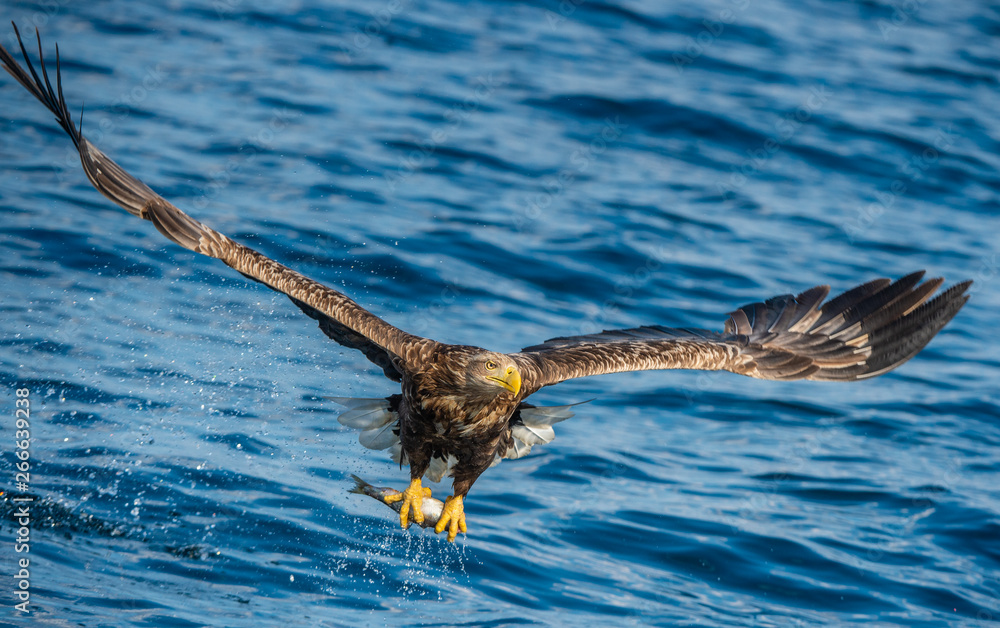 Adult White-tailed eagle fishing. Blue Ocean Background. Scientific ...