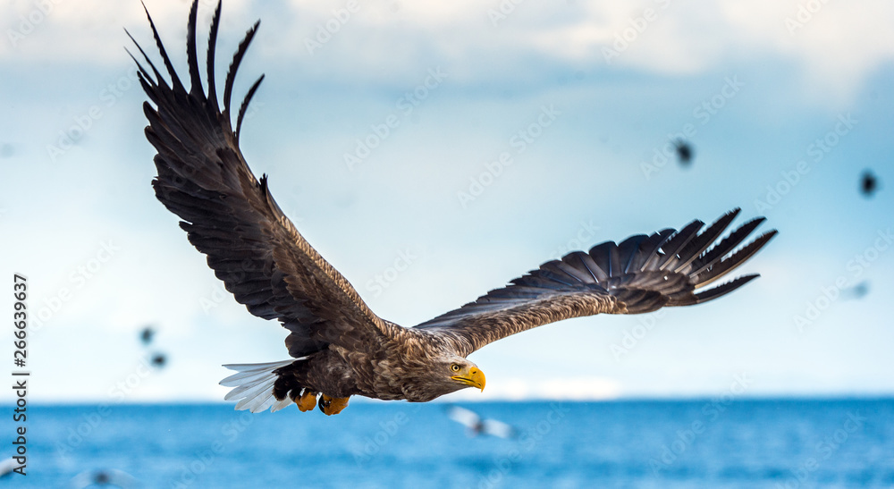Adult White-tailed eagle in flight. Sky background. Scientific name ...