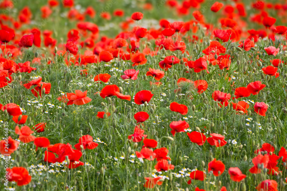 Mohnblumenfeld mit leuchtend rotem Klatschmohn Stock Photo | Adobe Stock