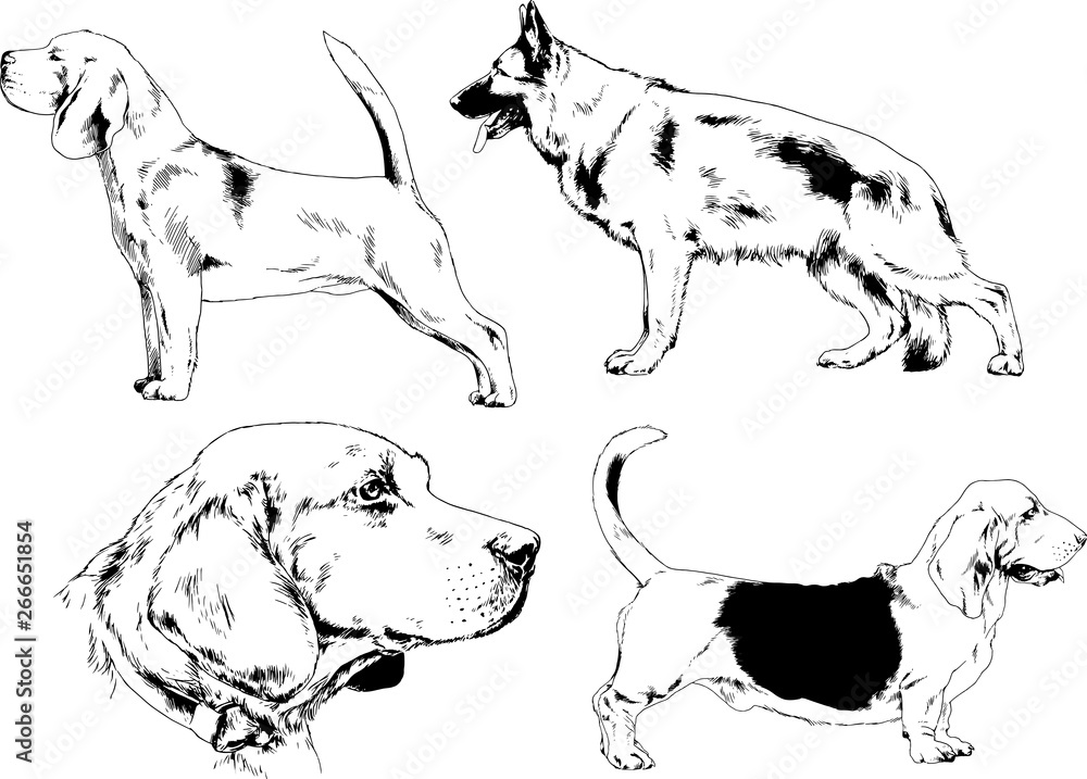 vector sketches of different breeds of dogs drawn in ink by hand with ...