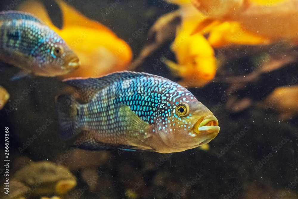 Fotka „Jack Dempsey fish - Rocio octofasciata“ ze služby Stock | Adobe ...